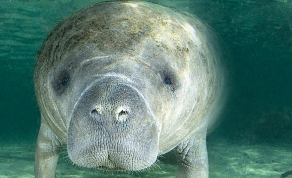 Lamantin des Caraïbes - Trichechus manatus