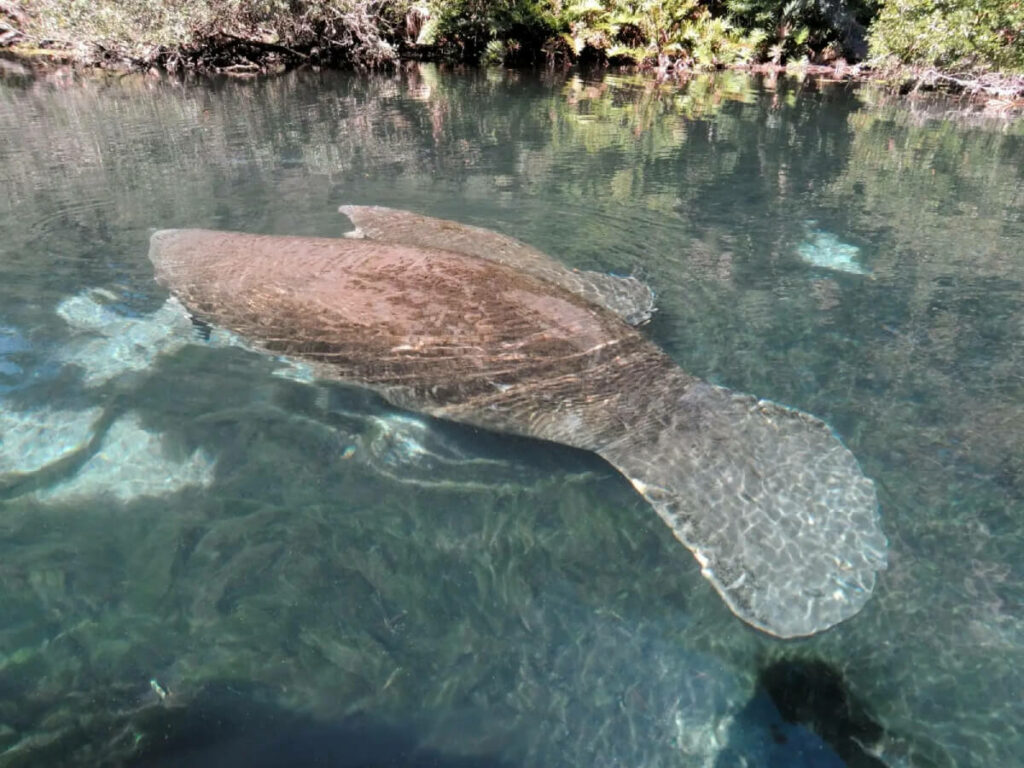 Lamantin des Caraïbes - Trichechus manatus