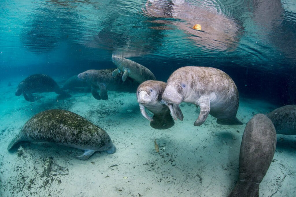 Lamantin des Caraïbes - Trichechus manatus