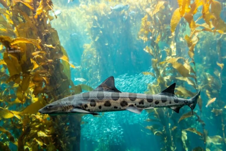 Requin zèbre, tout savoir sur Stegostoma tigrinum
