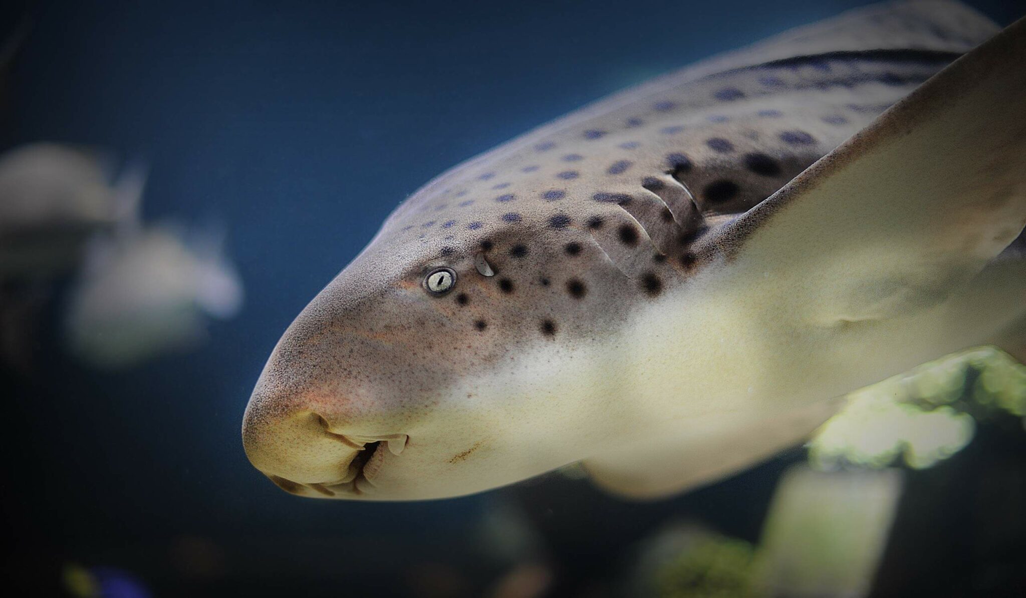 Requin zèbre, tout savoir sur Stegostoma tigrinum