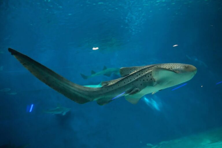 Requin zèbre, tout savoir sur Stegostoma tigrinum