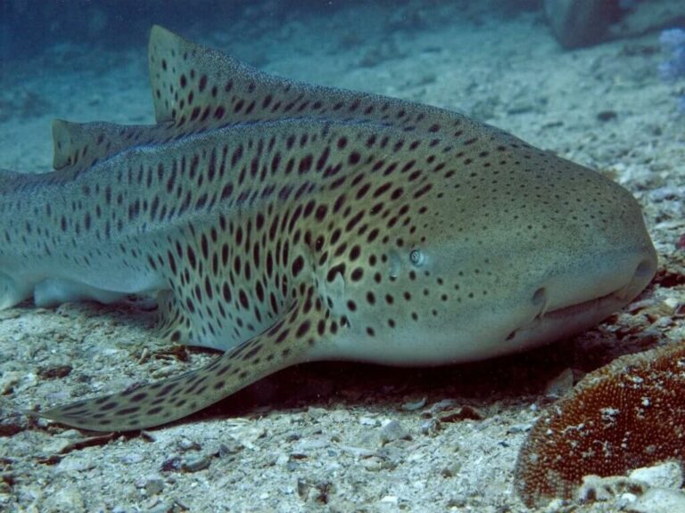 Requin zèbre, tout savoir sur Stegostoma tigrinum
