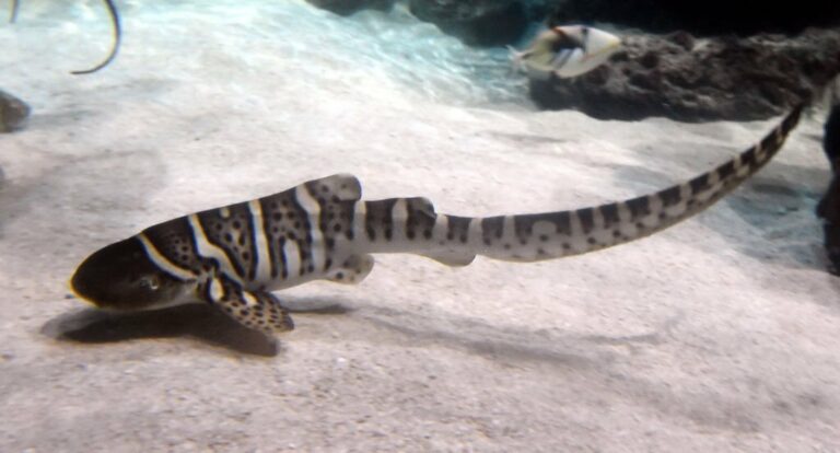Requin zèbre, tout savoir sur Stegostoma tigrinum