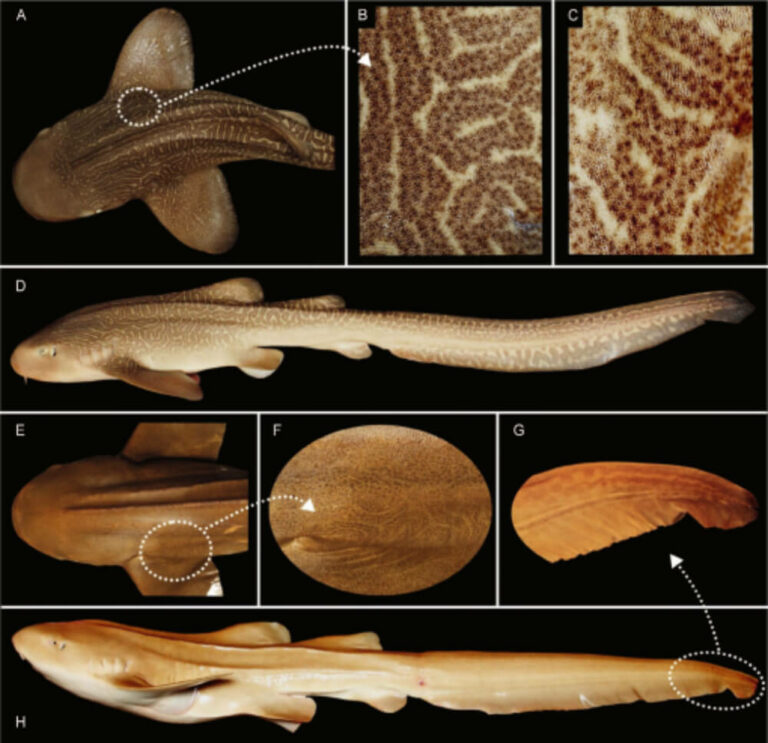 Requin zèbre, tout savoir sur Stegostoma tigrinum