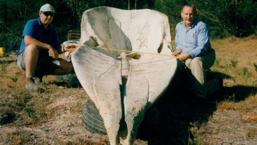 Insolite : crâne de cachalot volé en Australie et retrouvé