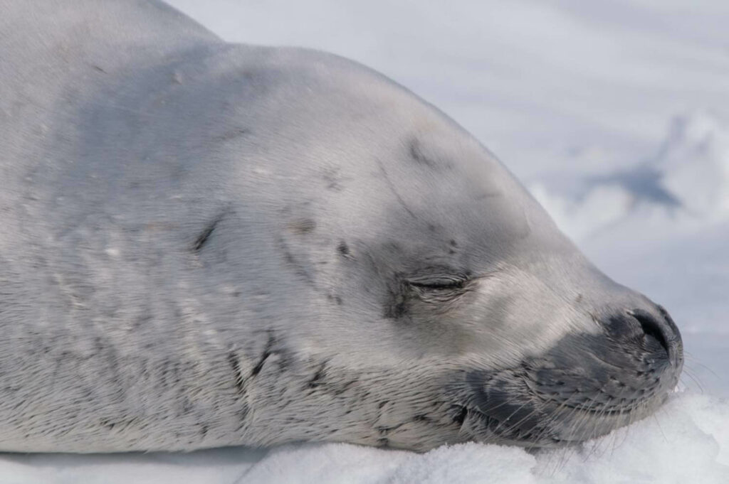 Phoque crabier - Lobodon carcinophagus