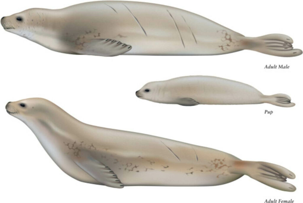 Phoque crabier - Lobodon carcinophagus