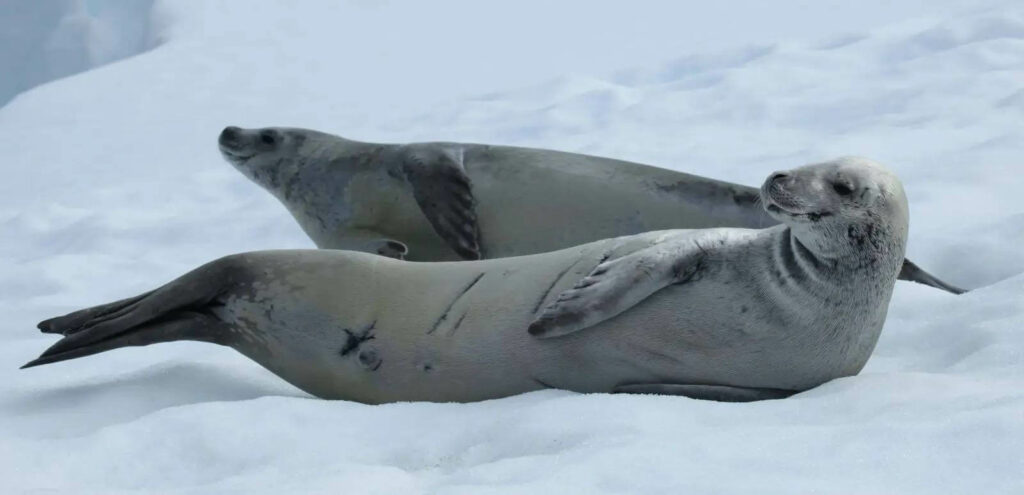 Phoque crabier - Lobodon carcinophagus