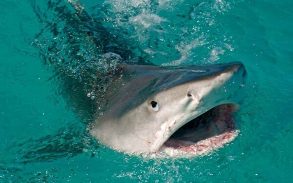 Requin tigre, tout savoir sur Galeocerdo cuvier