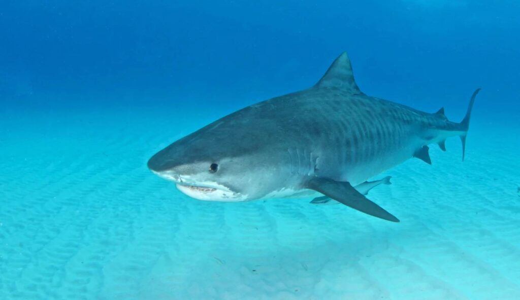 Requin tigre, tout savoir sur Galeocerdo cuvier