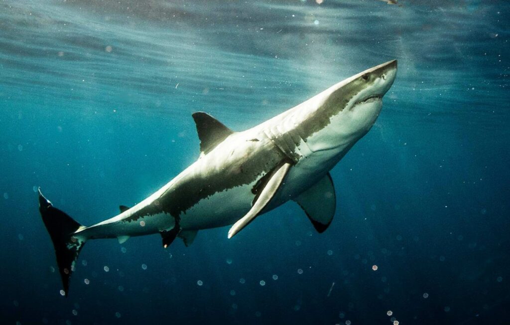 Grand Requin Blanc