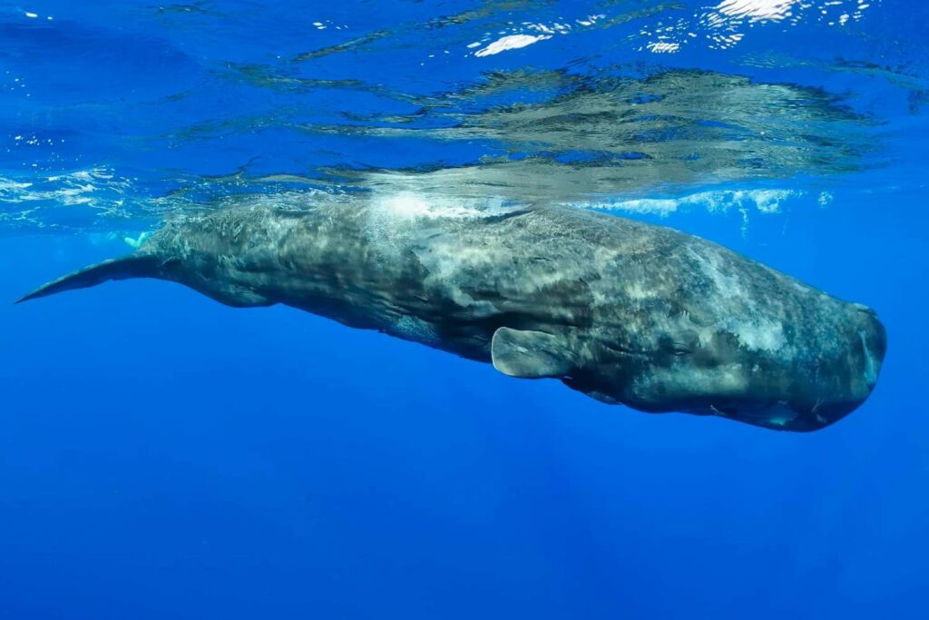 Tout savoir sur l’ambre gris du cachalot