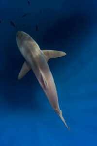 Requin soyeux - Carcharhinus falciformis
