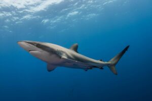Requin soyeux - Carcharhinus falciformis