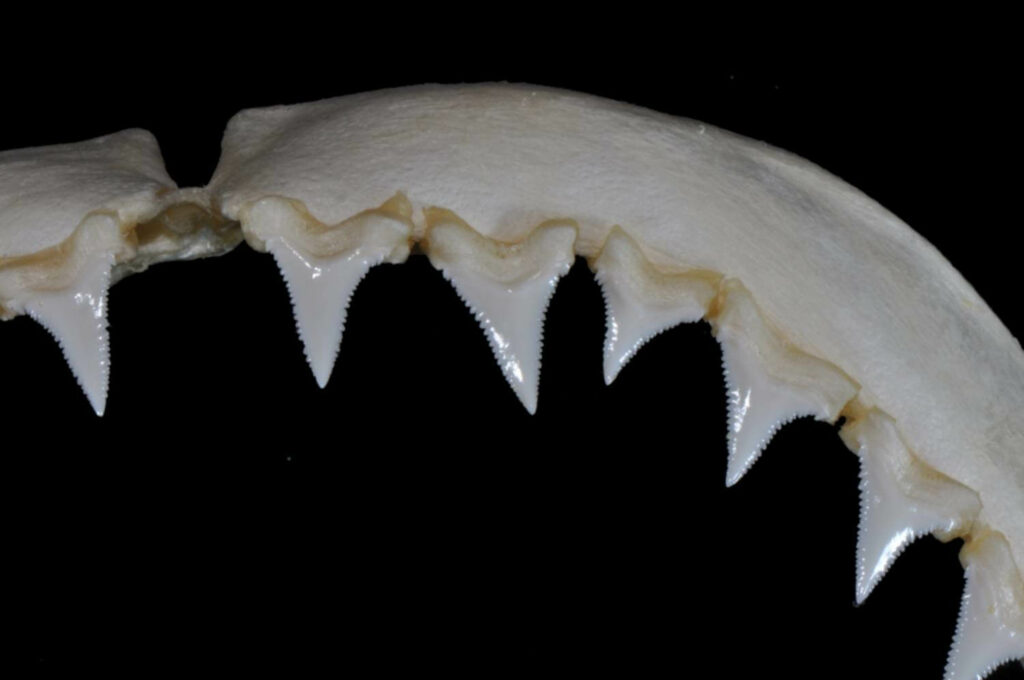 Gros plan sur les dents du requin blanc