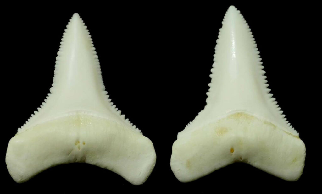 Gros plan sur les dents du requin blanc