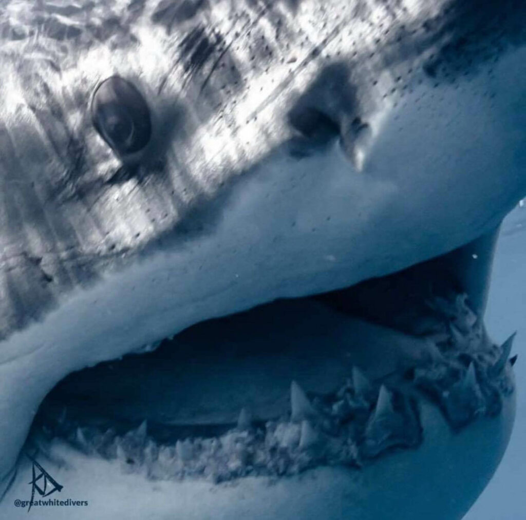 Gros plan sur la dent de requin