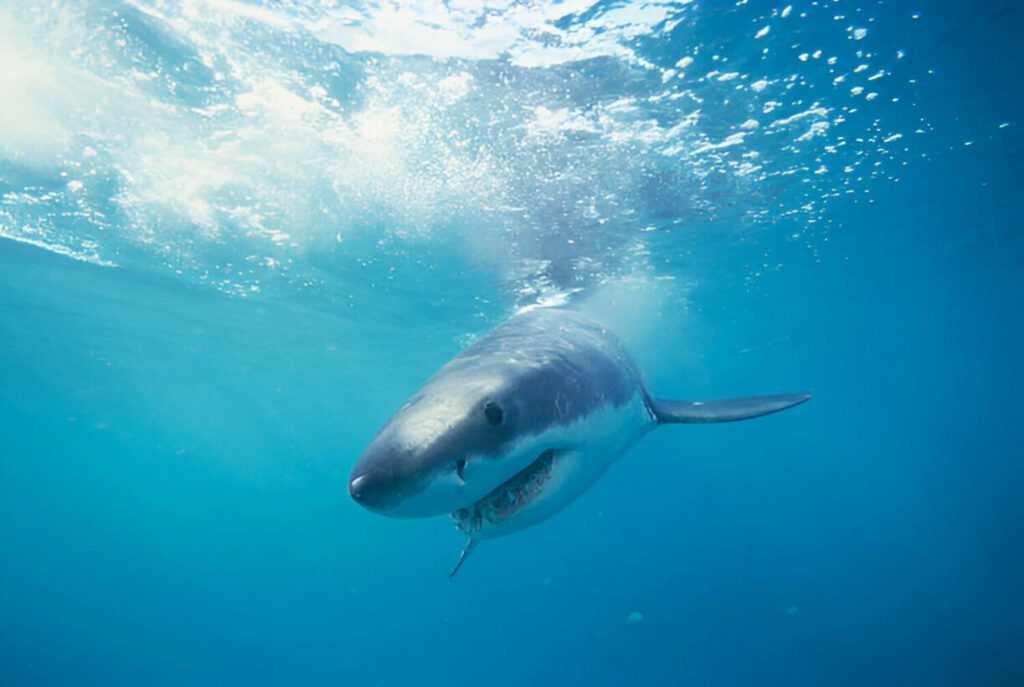Le petit requin blanc préfère les eaux côtières peu profondes