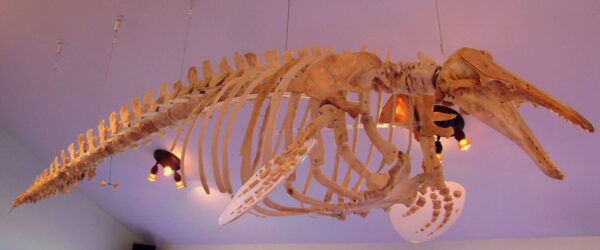 Béluga, tout savoir sur Delphinapterus leucas