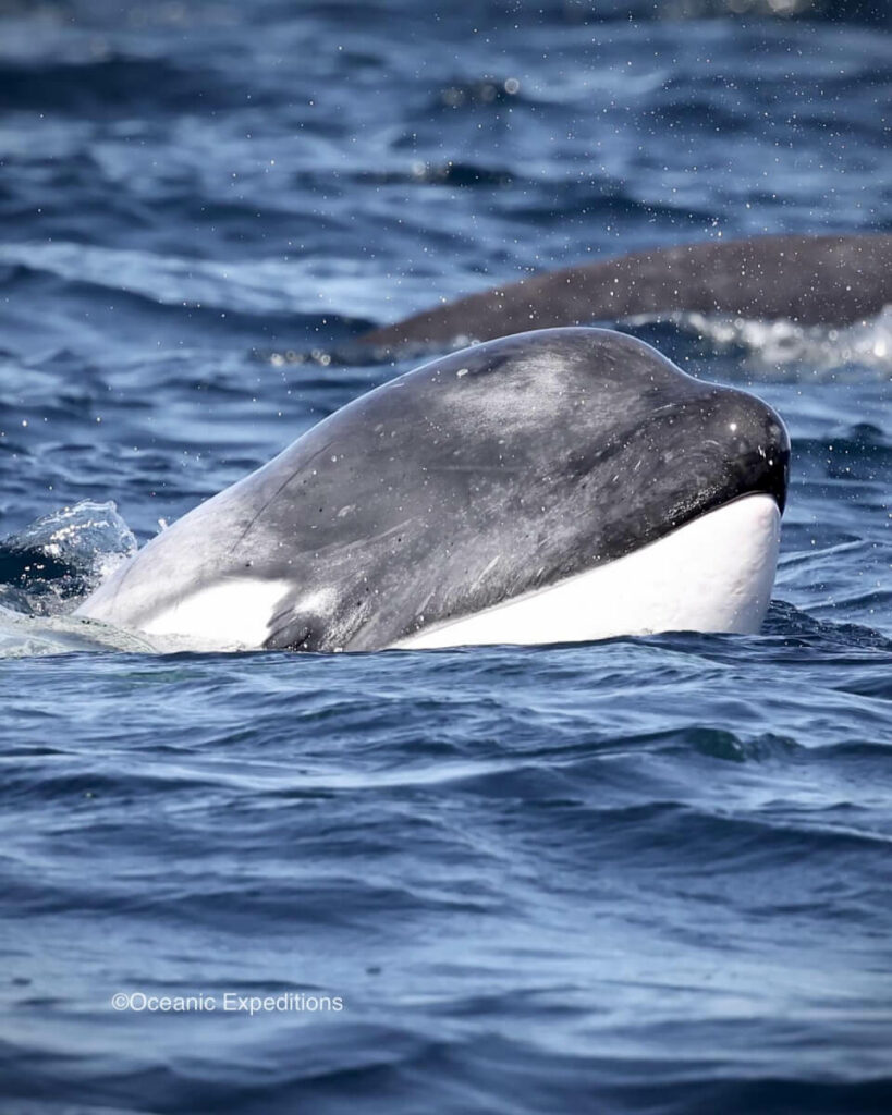 L'orque blanche Frosty en visite à Monterey Bay