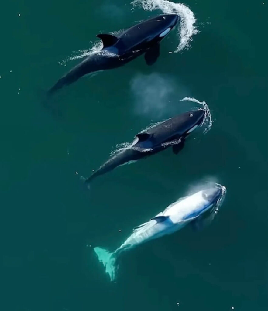 L'orque blanche Frosty en visite à Monterey Bay