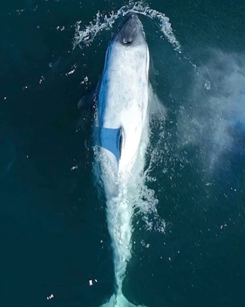 L'orque blanche Frosty en visite à Monterey Bay