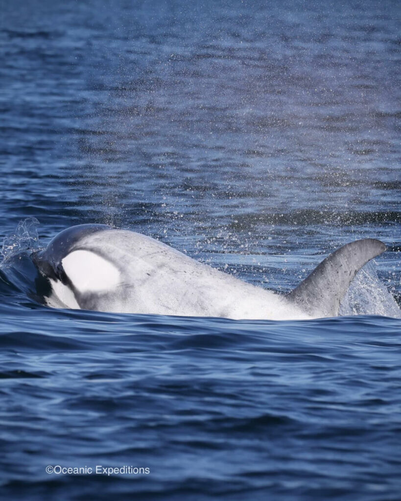 L'orque blanche Frosty en visite à Monterey Bay