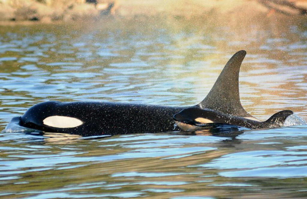 Orque nomade ou sédentaire : 2 espèces distinctes (étude 2024)