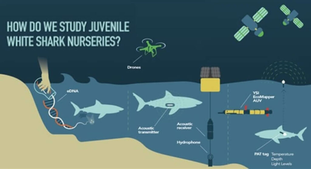 Biologie et comportement du requin blanc juvénile