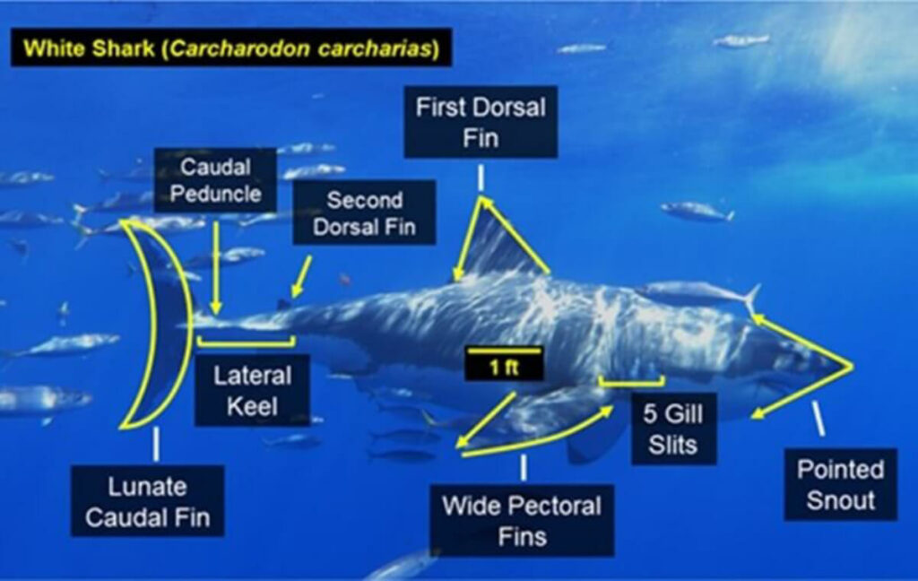Biologie et comportement du requin blanc juvénile