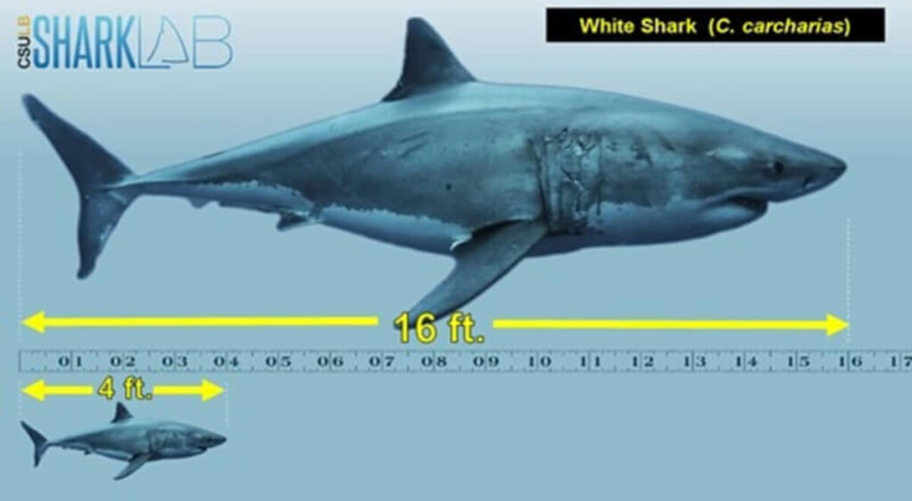 Biologie et comportement du requin blanc juvénile