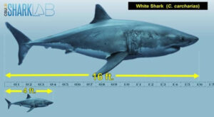 Biologie et comportement du requin blanc juvénile