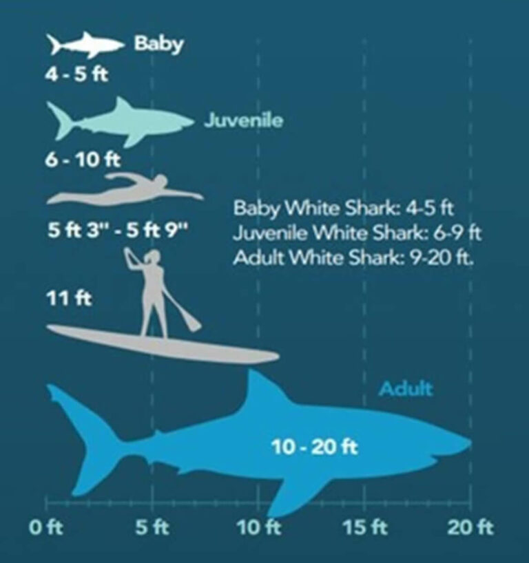 Biologie et comportement du requin blanc juvénile