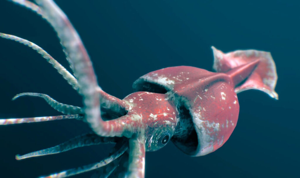 Les 5 plus grandes espèces de calamars au monde