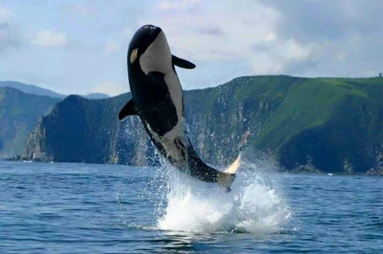 Le spectaculaire saut de l’orque (ou brèche)