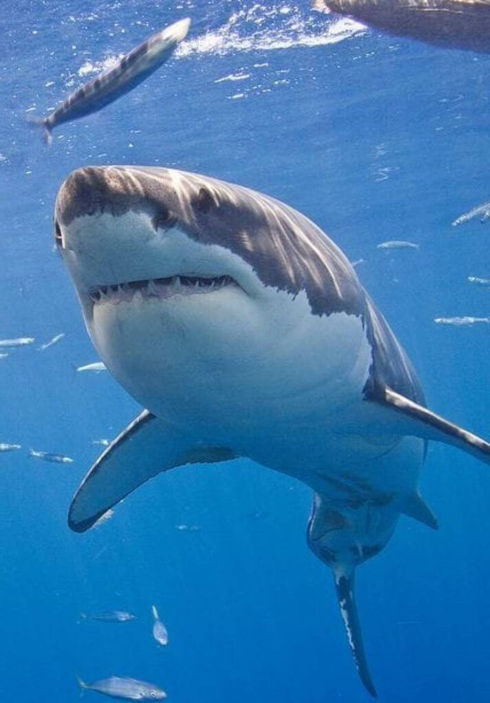 Requin blanc : 3 populations + 1 hybride sur la planète