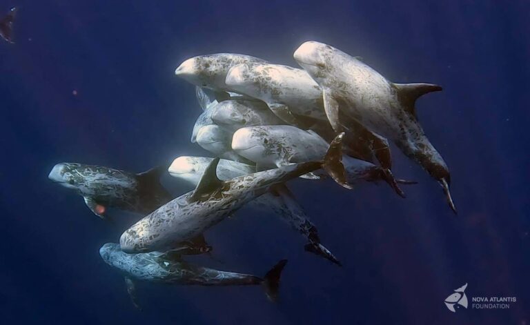 Dauphin de Risso, tout savoir sur Grampus griseus