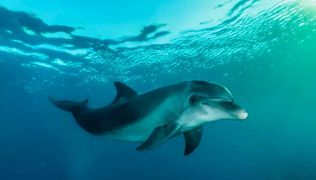 Qui sont les mammifères marins