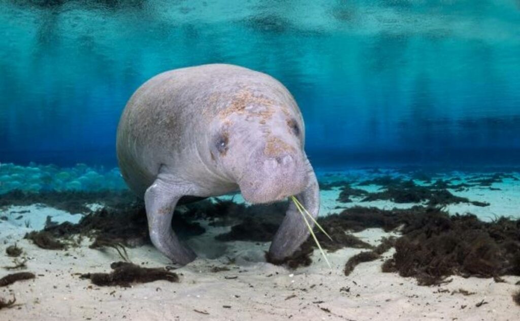 Qui sont les mammifères marins